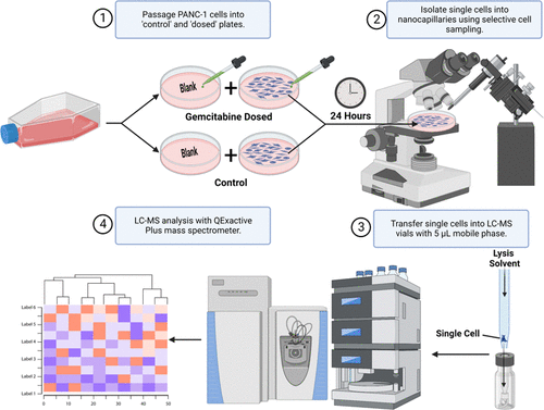 BBSRC Seismic Facility for Spatially Resolved Single and Sub-cellular ...